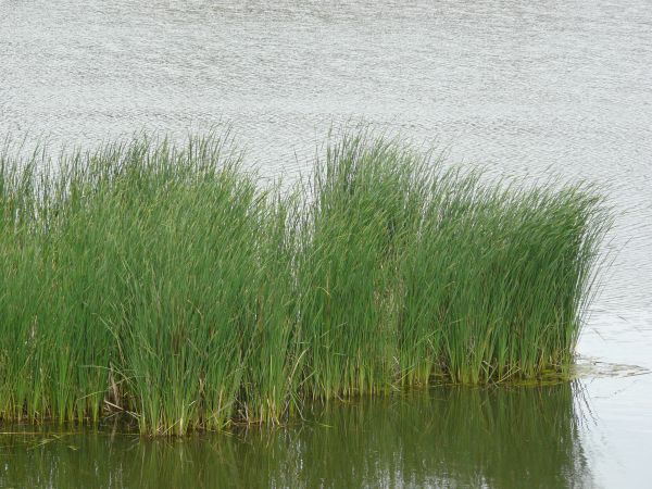 tall grass texture 0041 - Texturelib